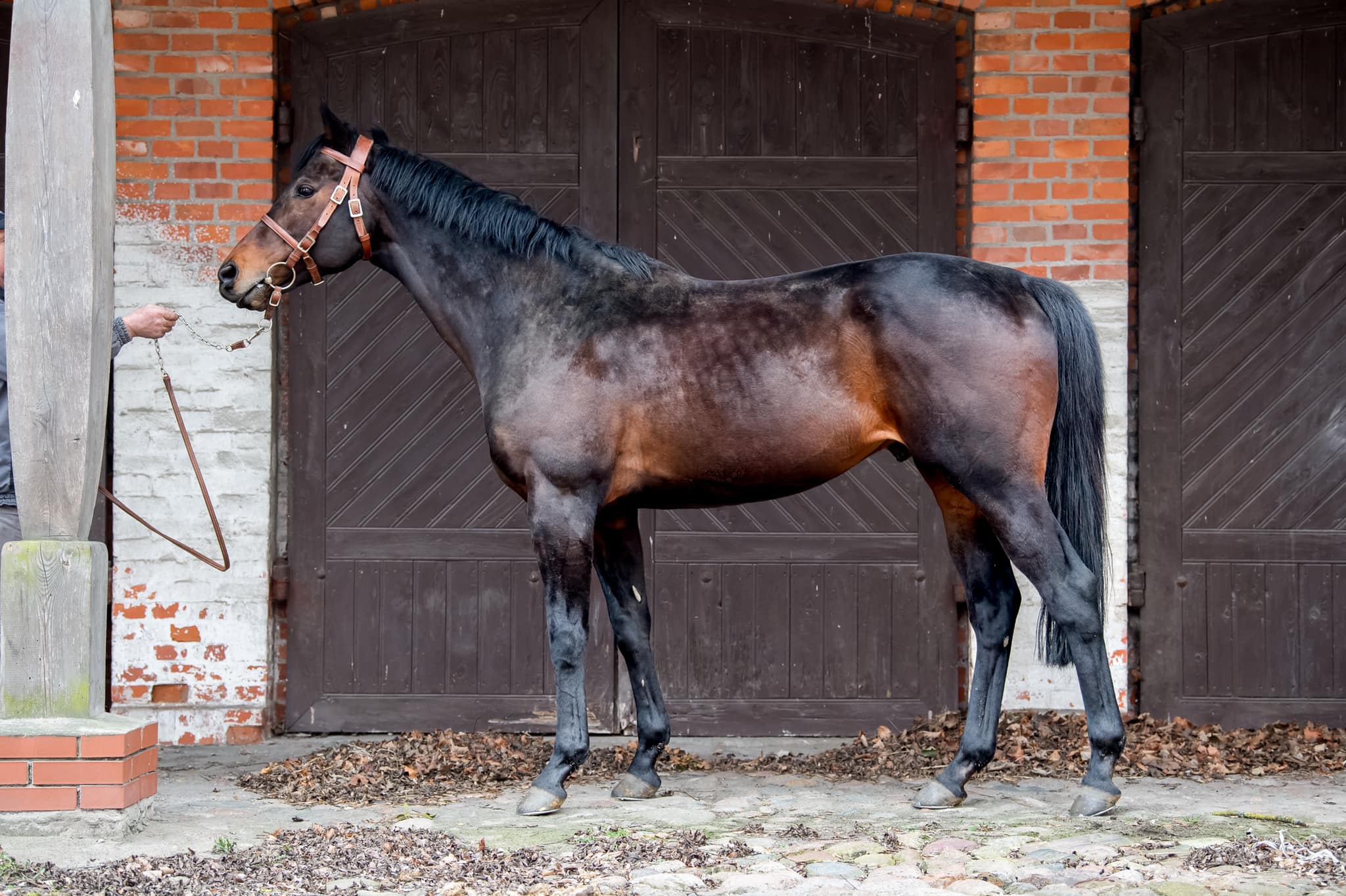 Ogiery czołowe w Polsce w sezonie 2024: Zwycięzca Grand Prix de Paris ...