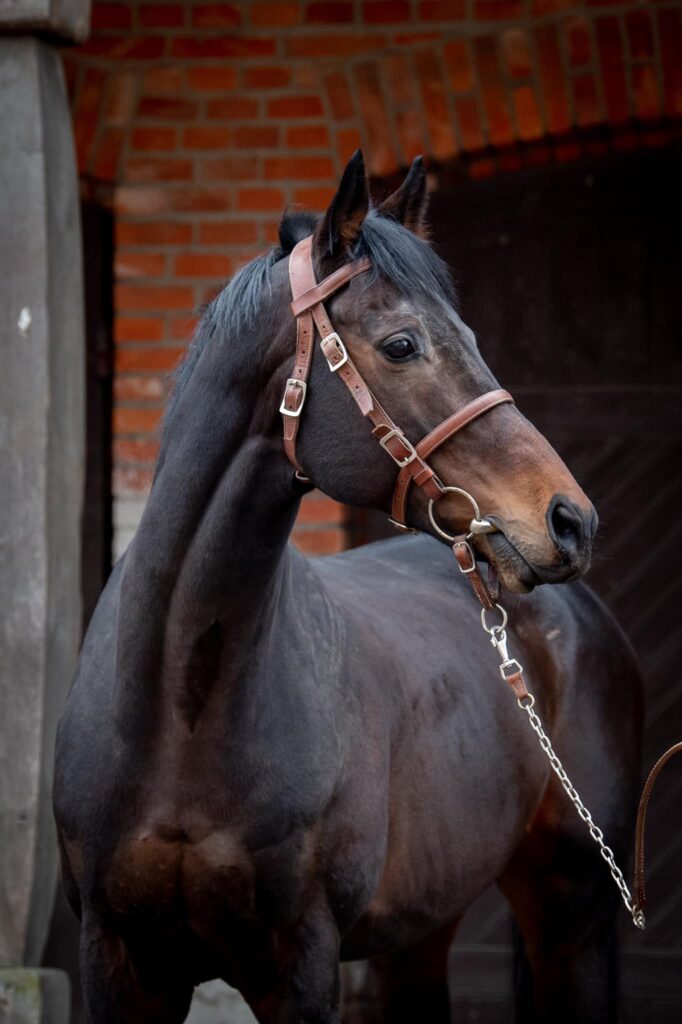 Ogiery czołowe w Polsce w sezonie 2024: Zwycięzca Grand Prix de Paris ...