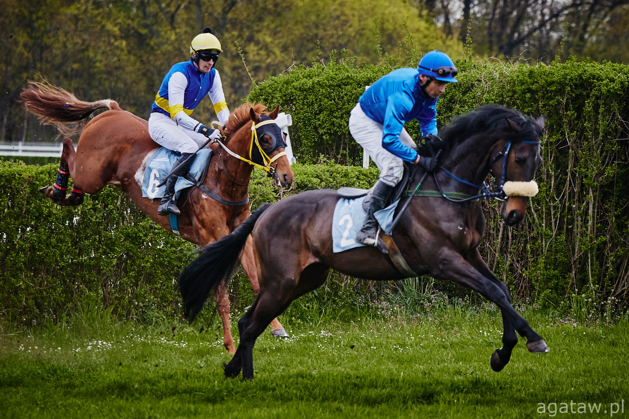 Burschi i Pretty King wygrywają we Francji wyścigi przeszkodowe dla ...