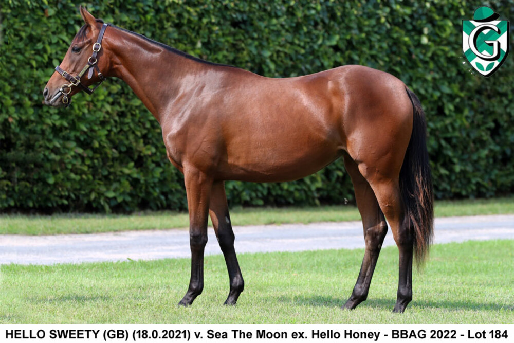 Hello Sweety pobiegnie pierwszy raz we Francji. Za rywali ma konie ...