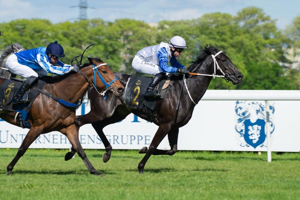 Marian Ziburske: Konie stajni Westminster zarobiły w tym roku około 500 ...