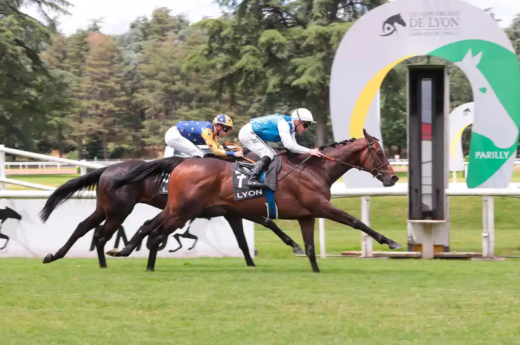 Koń Roku 2023 w Polsce Le Destrier doznał kontuzji ścięgna i zakończy ...